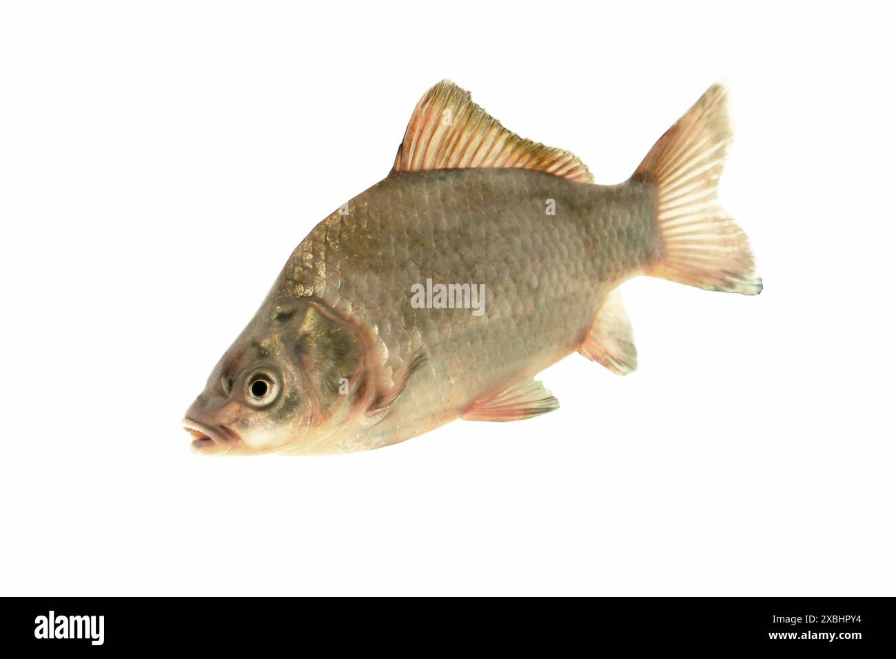 European carp hi-res stock photography and images - Alamy