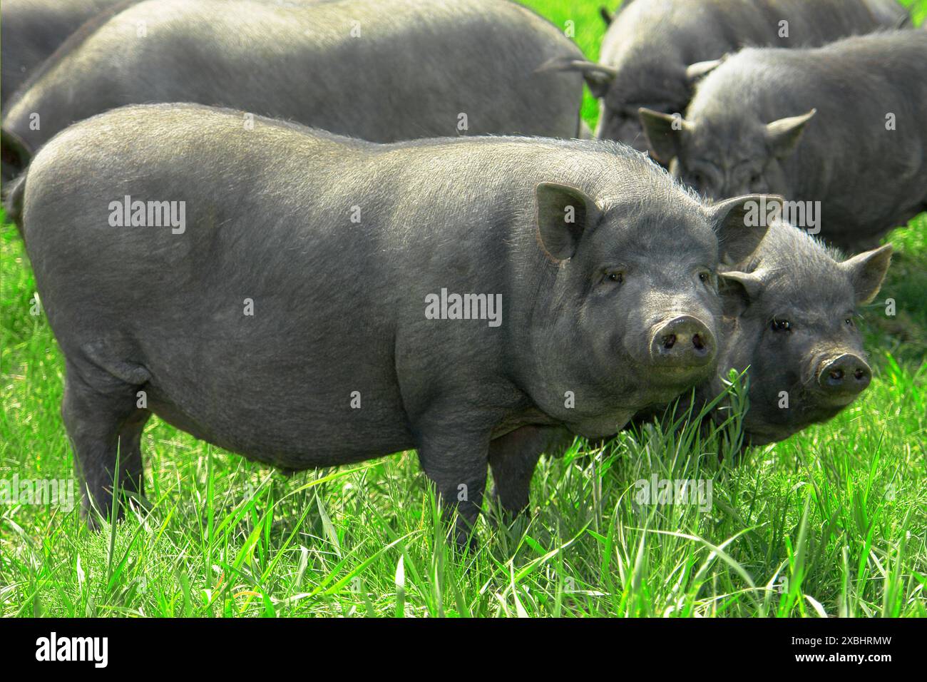Old pig hi-res stock photography and images - Alamy