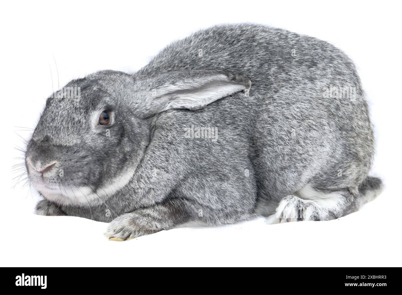 Big grey rabbit hi-res stock photography and images - Alamy