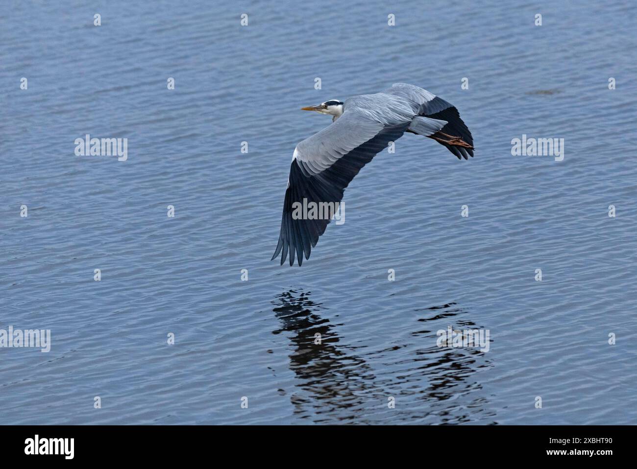 Grey heron (Ardea cinerea) in flight, water, reflection, Gelting Birk ...