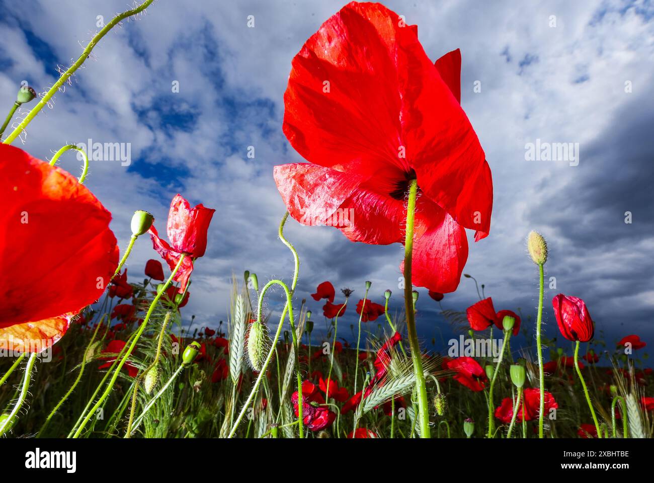 Leezen, Germany. 12th June, 2024. Poppies bloom in a field and can be ...