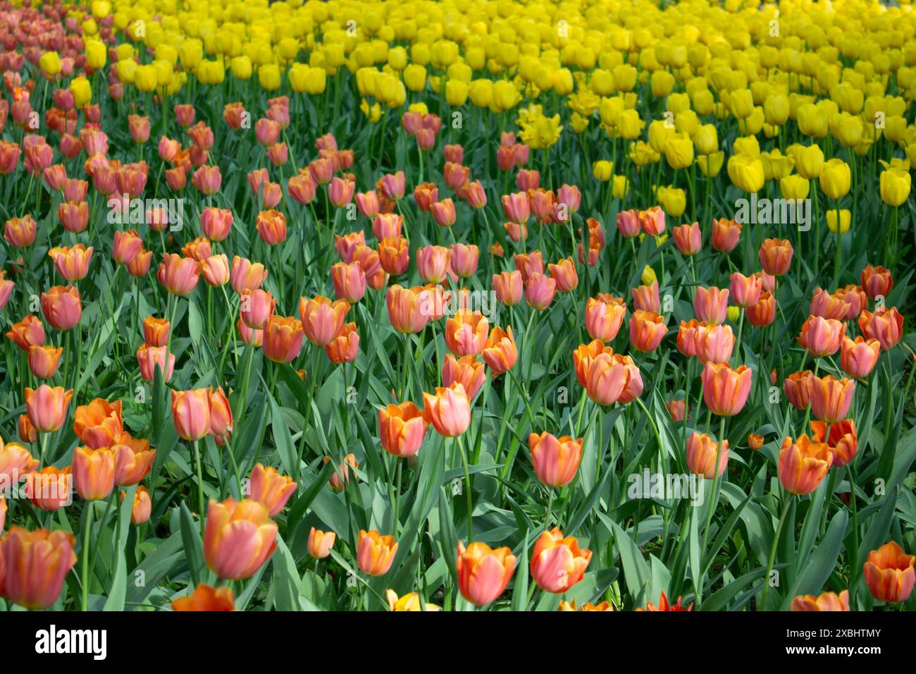 Spring tulip blooms. Red and yellow tulips in the park. Tulip field ...