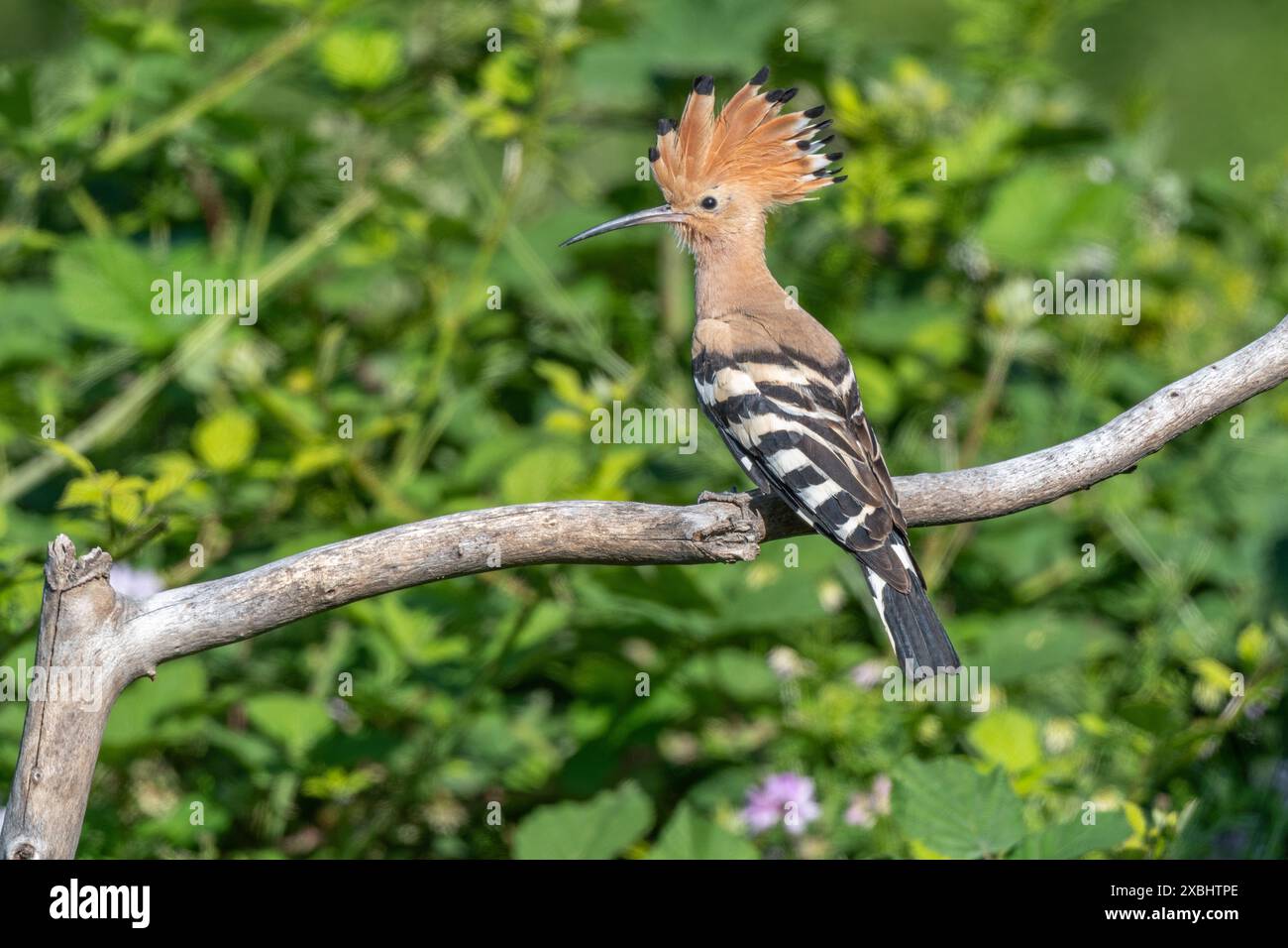 Hoopoe (Upupa epops) perched on a branch with its ruffled red crest ...