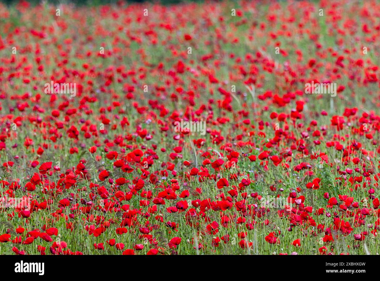Leezen, Germany. 12th June, 2024. Poppy plants bloom in a field. The ...