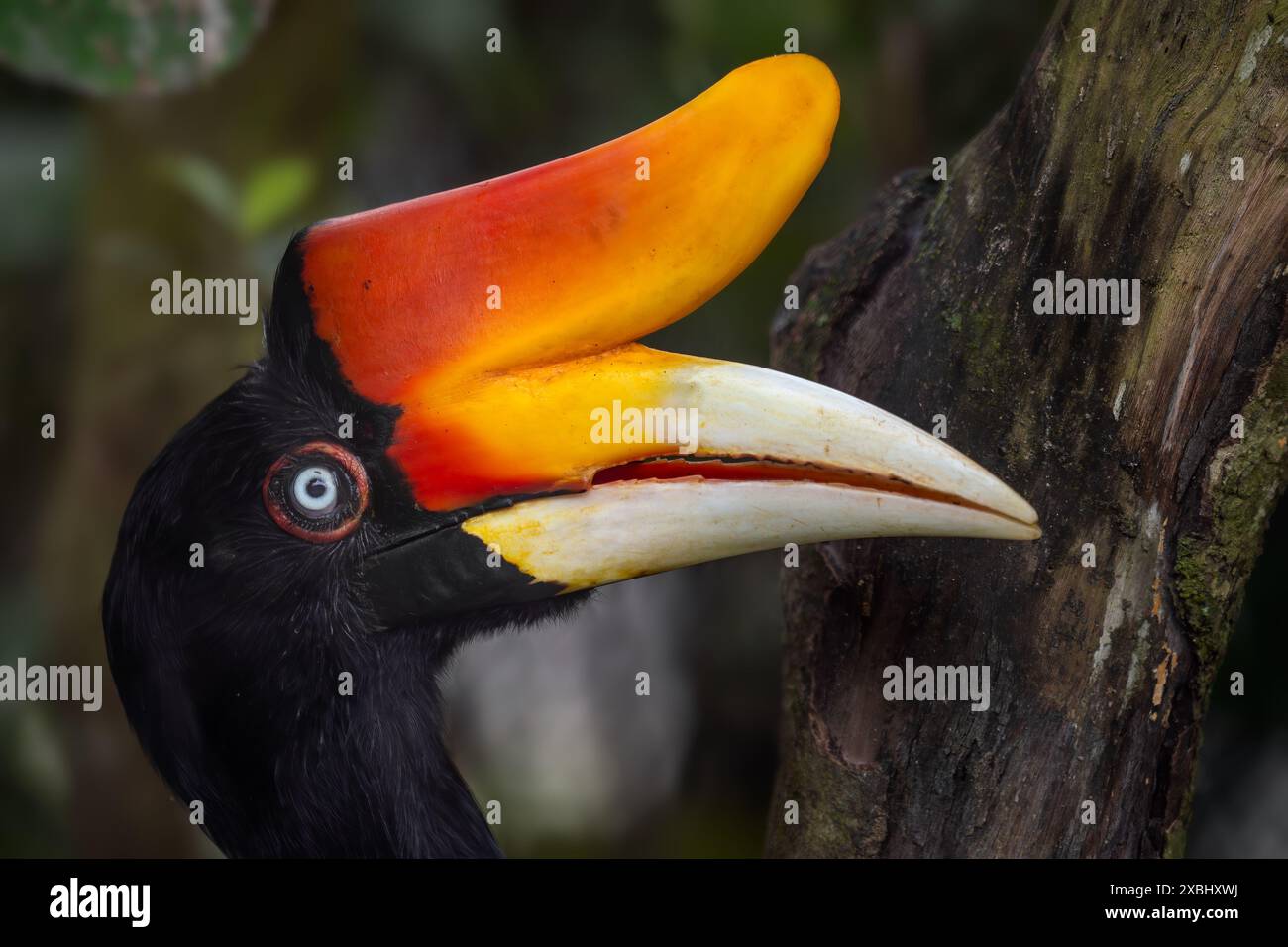 Rhinoceros Hornbill - Buceros rhinoceros, portrait of large beautiful ...