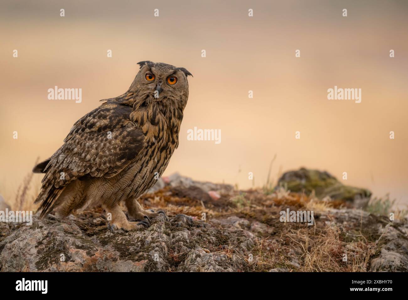 An eagle owl hunting in a sunset in the north of Extremadura Stock ...