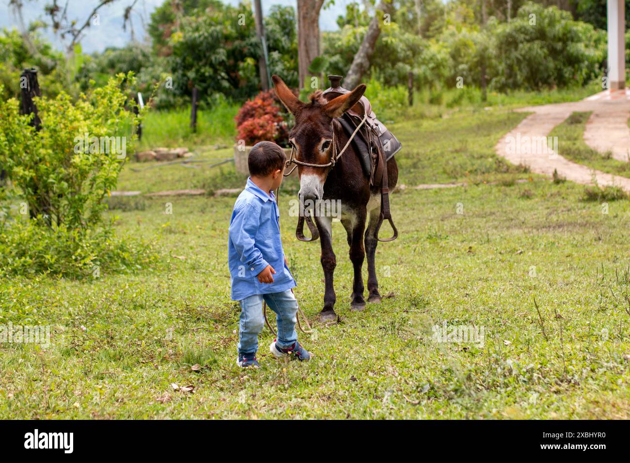 lifestyle: child walks in the countryside with his favorite donkey ...