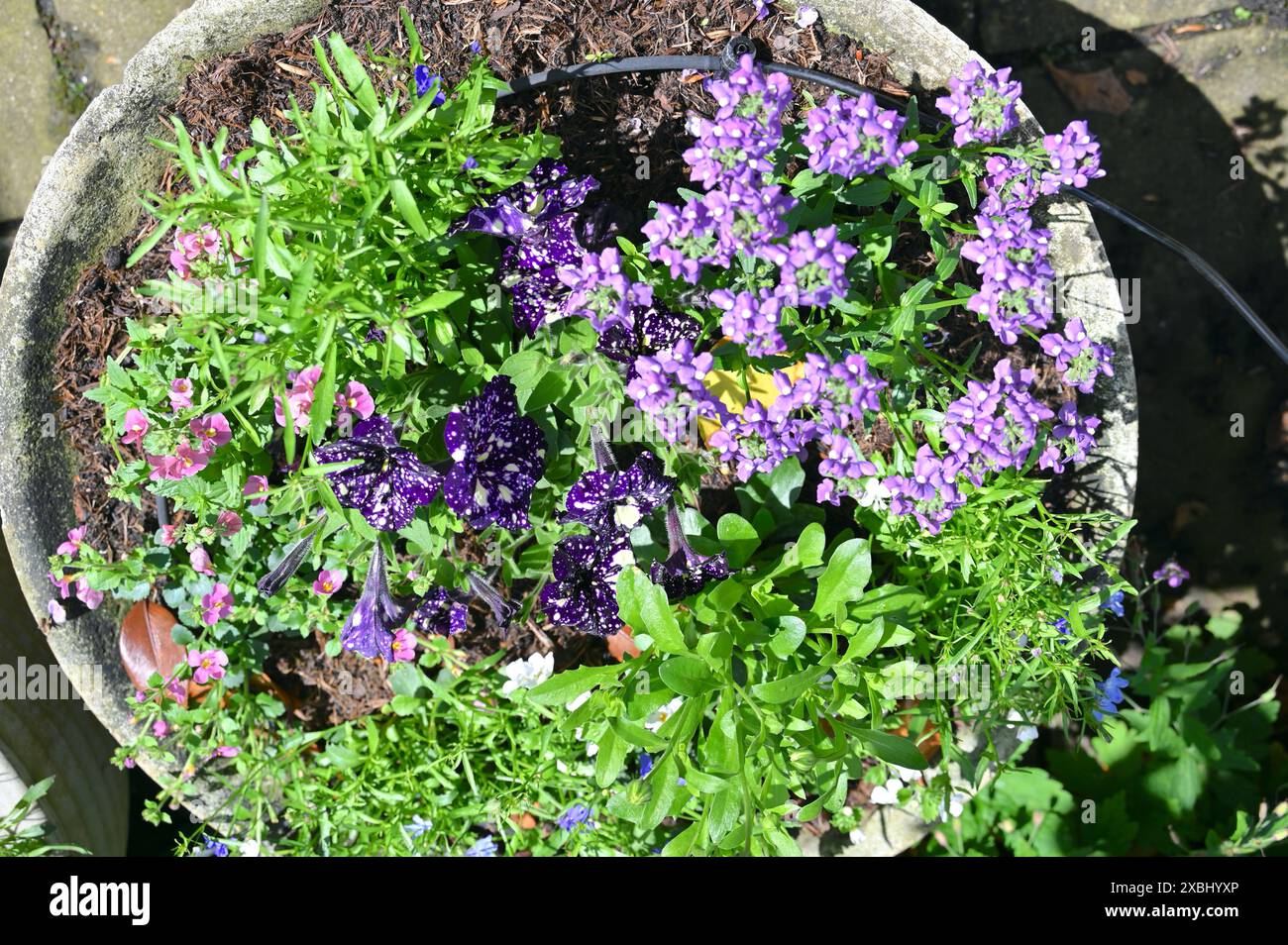 Small automatic irrigation system hi-res stock photography and images ...