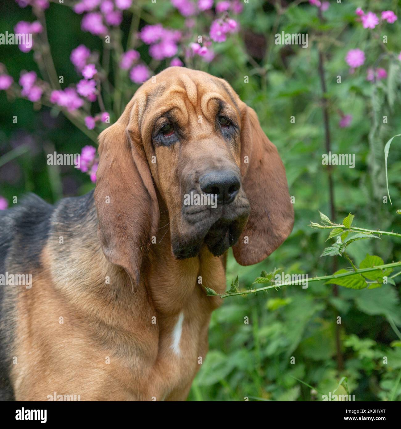 Garden profile flowers hi-res stock photography and images - Alamy