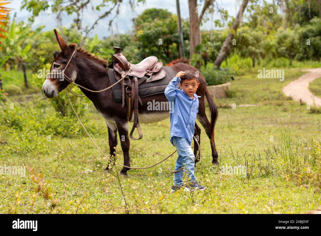 Donkey field down hi-res stock photography and images - Alamy
