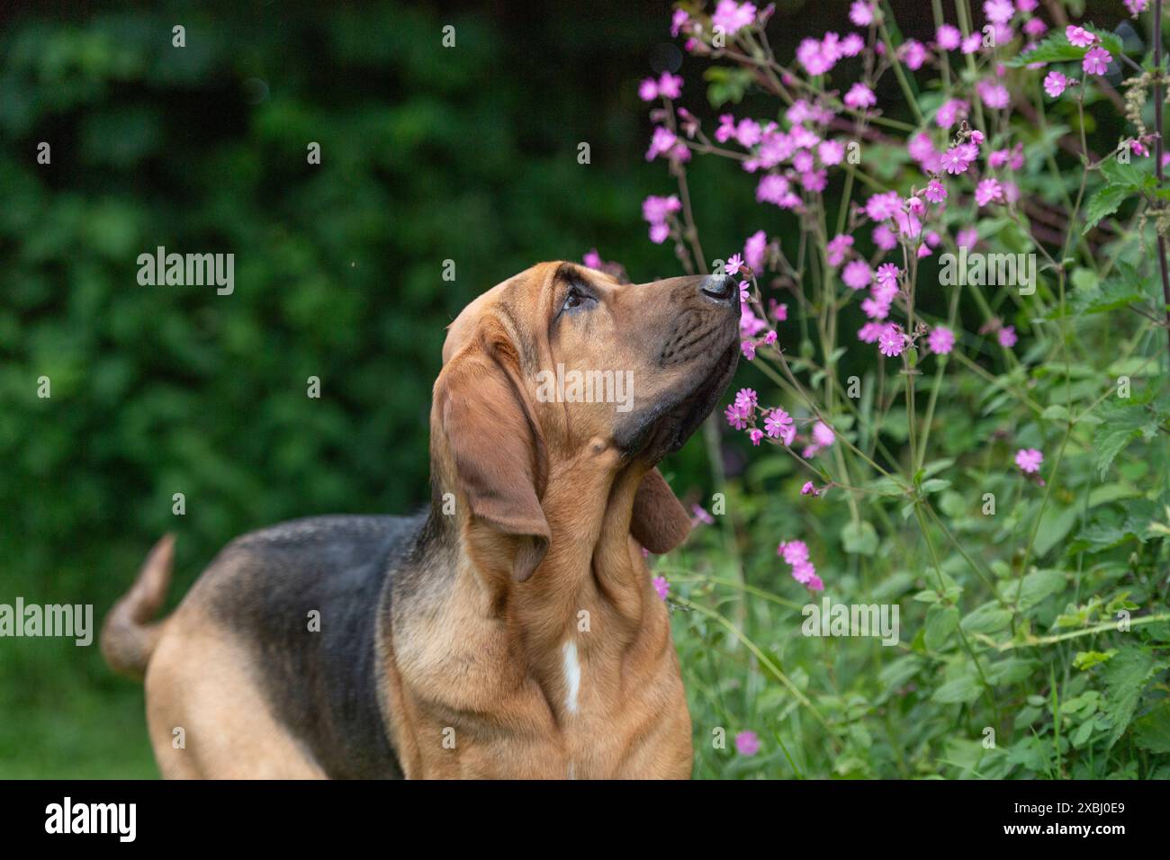 cute bloodhound smelling flowers Stock Photo - Alamy