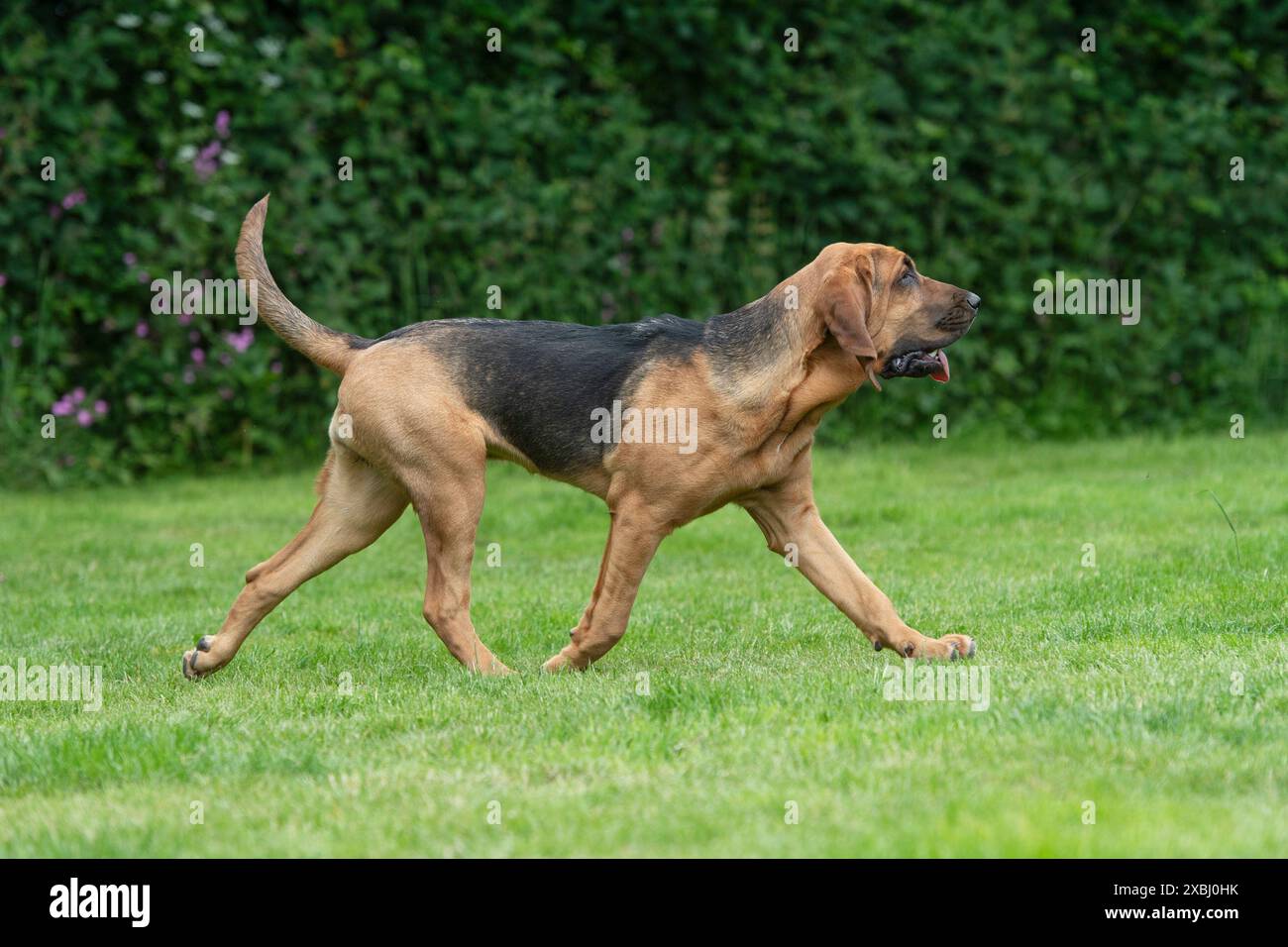 Trotting breed hi-res stock photography and images - Alamy