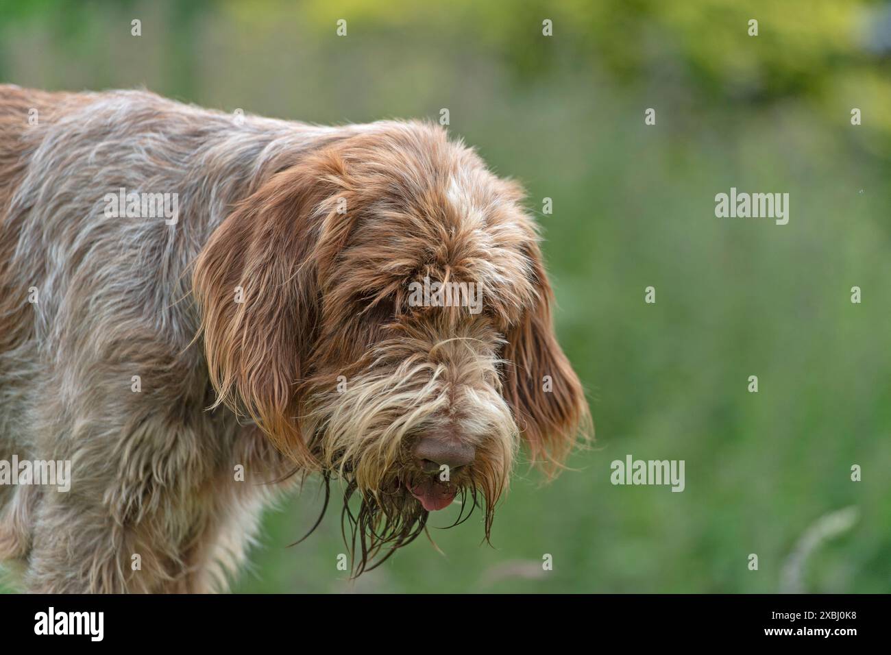 Italian Spinone dog Stock Photo - Alamy