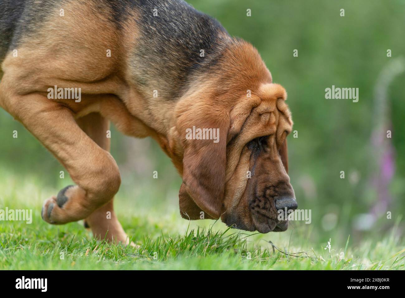 bloodhound sniffing ground Stock Photo - Alamy