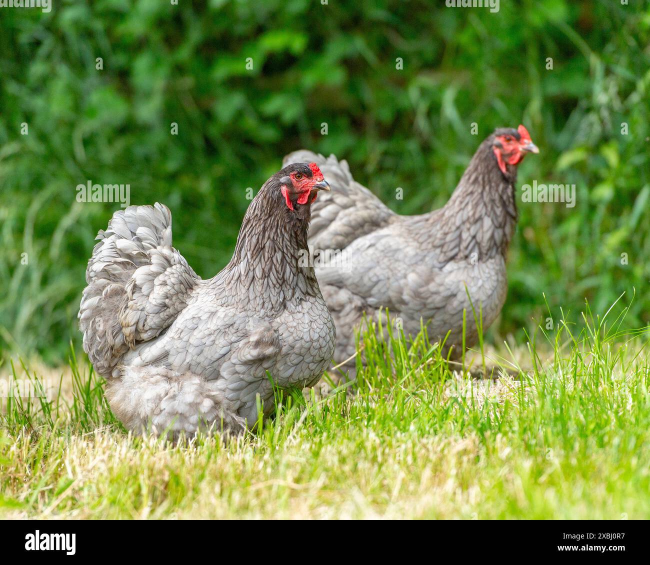 Blue Brahma Hens Stock Photo - Alamy