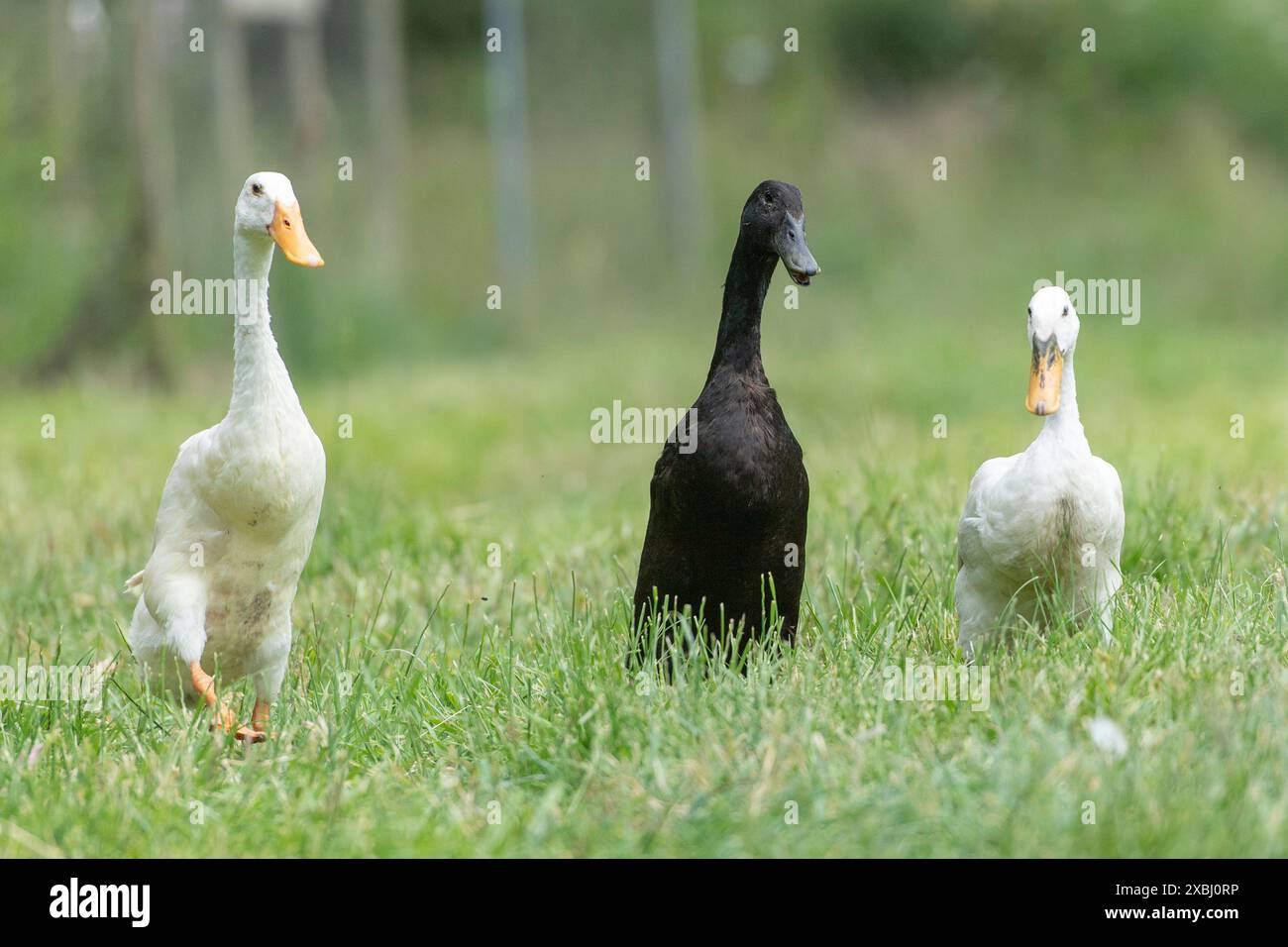 Indian pest hi-res stock photography and images - Alamy