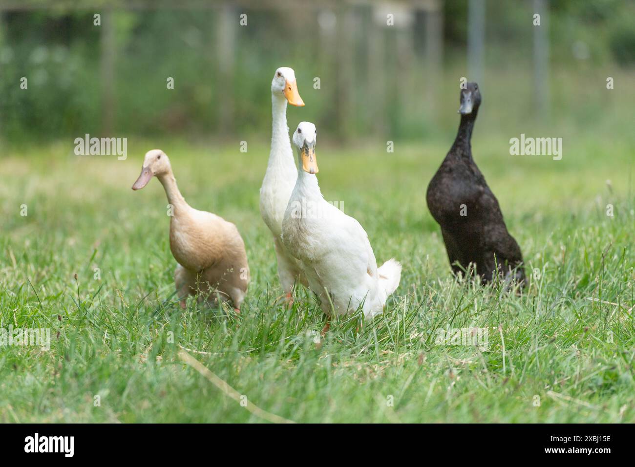 Indian runner ducks hi-res stock photography and images - Alamy