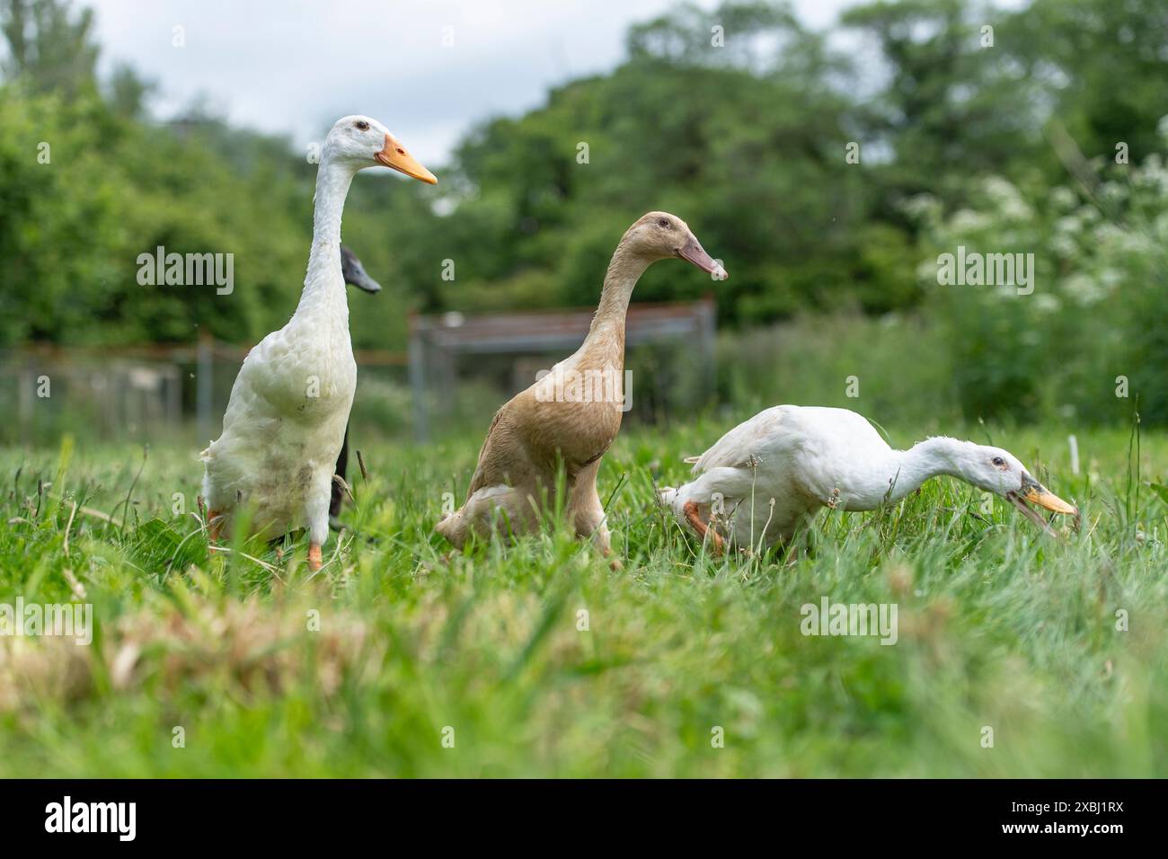 Indian runner ducks hi-res stock photography and images - Alamy