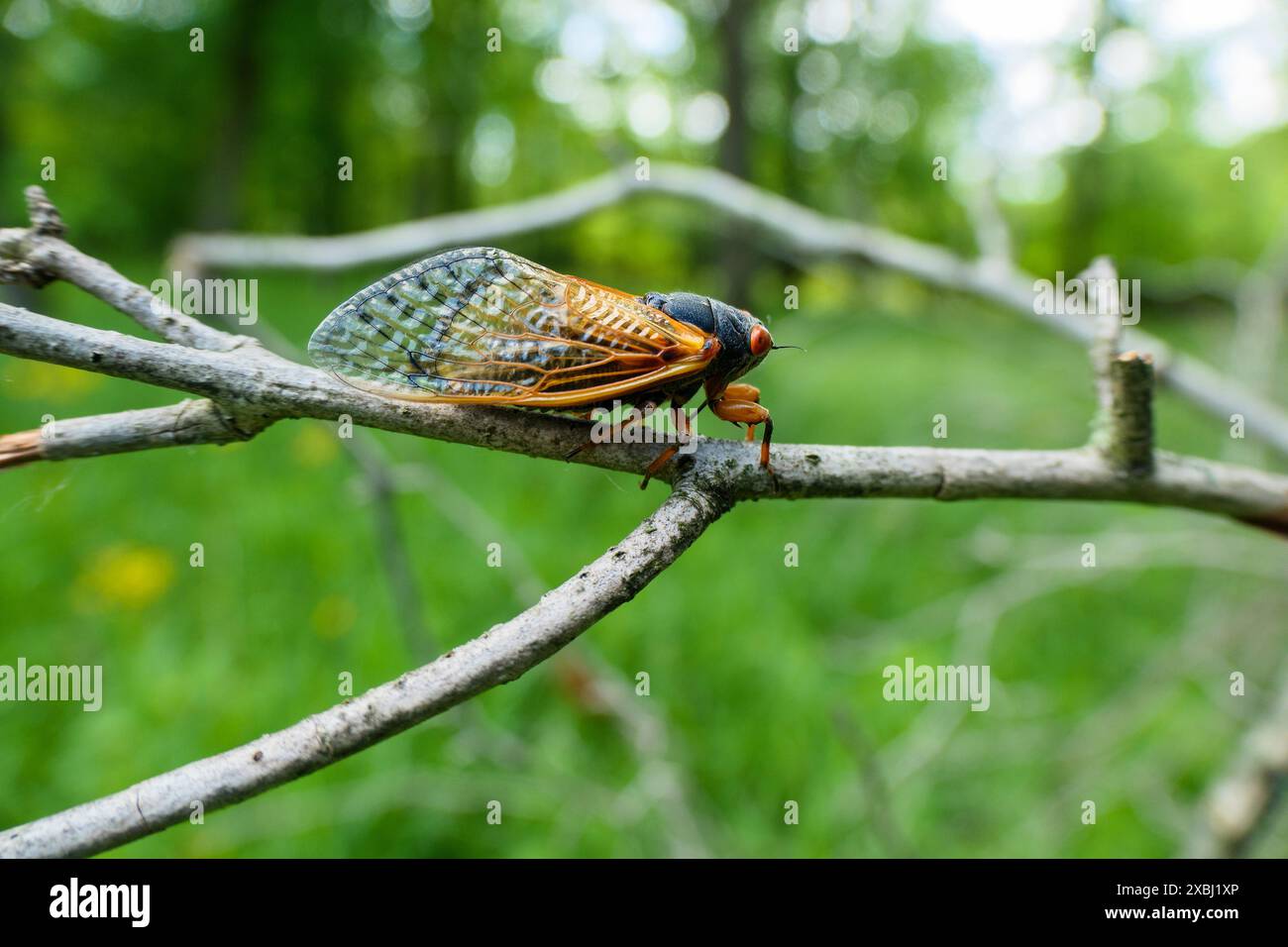 Cicada on tree branch hi-res stock photography and images - Alamy