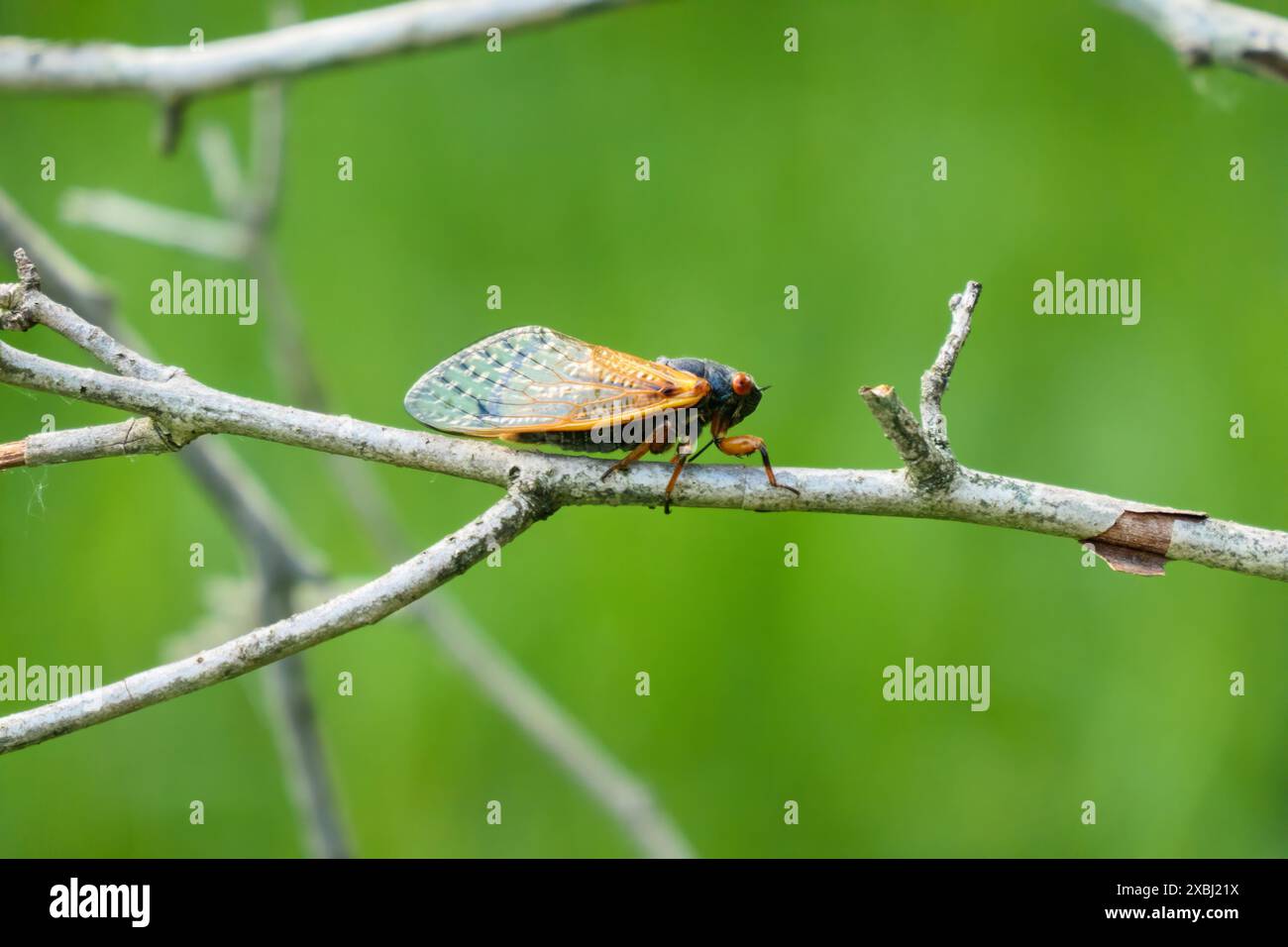 Brood XIII periodic cicada on tree branch (Magicicada septendecim). May ...