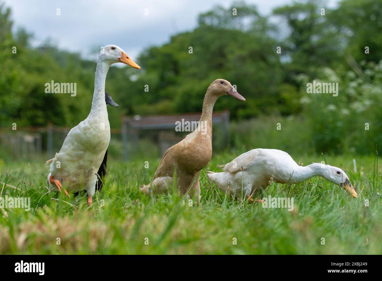 Female indian runner duck hi-res stock photography and images - Alamy
