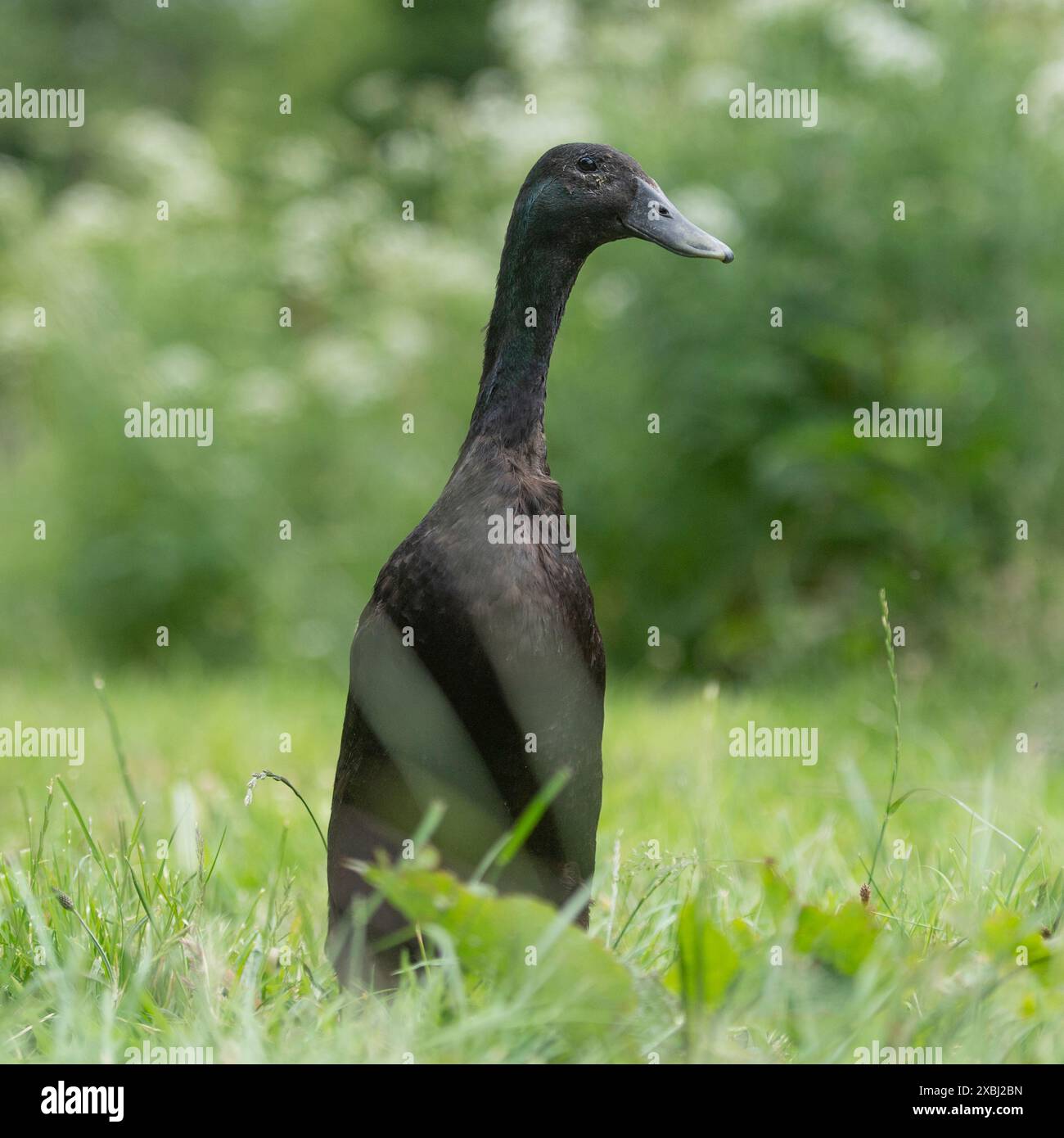 Black Runner Ducklings