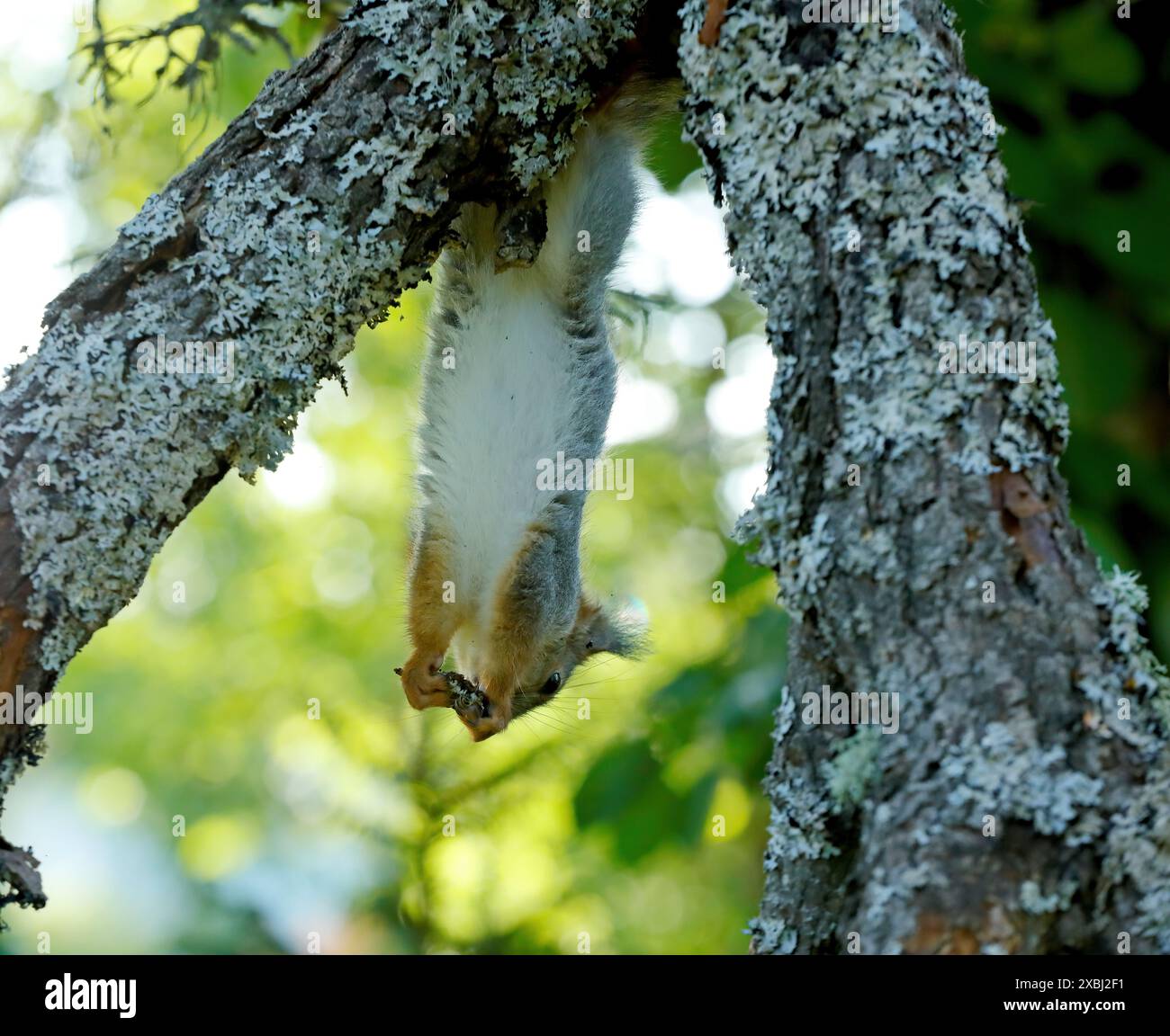 Squirrel hangs upside down hi-res stock photography and images - Alamy