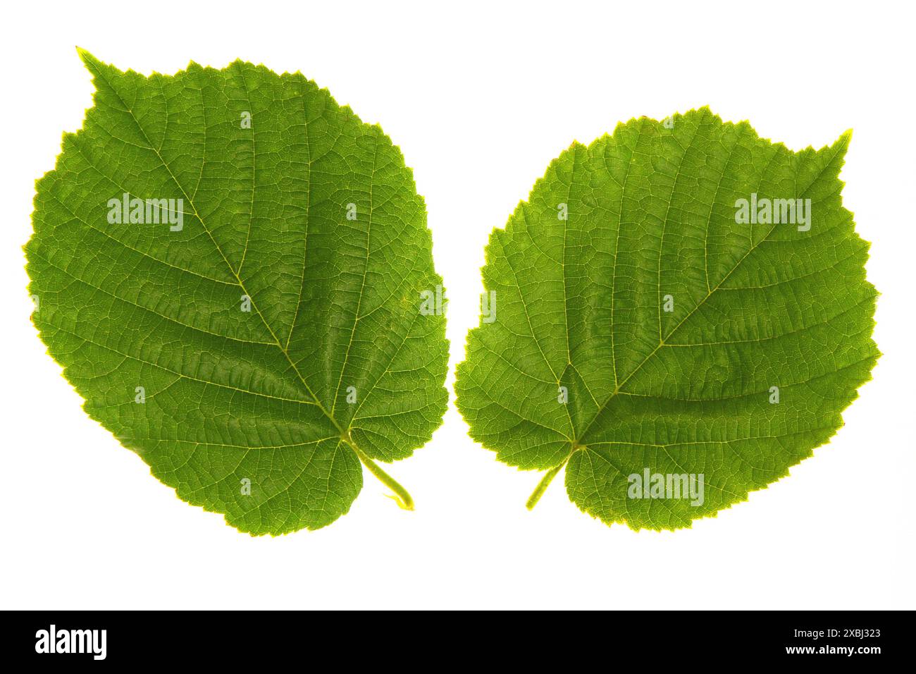 Wood nut leaf on a white background Stock Photo - Alamy