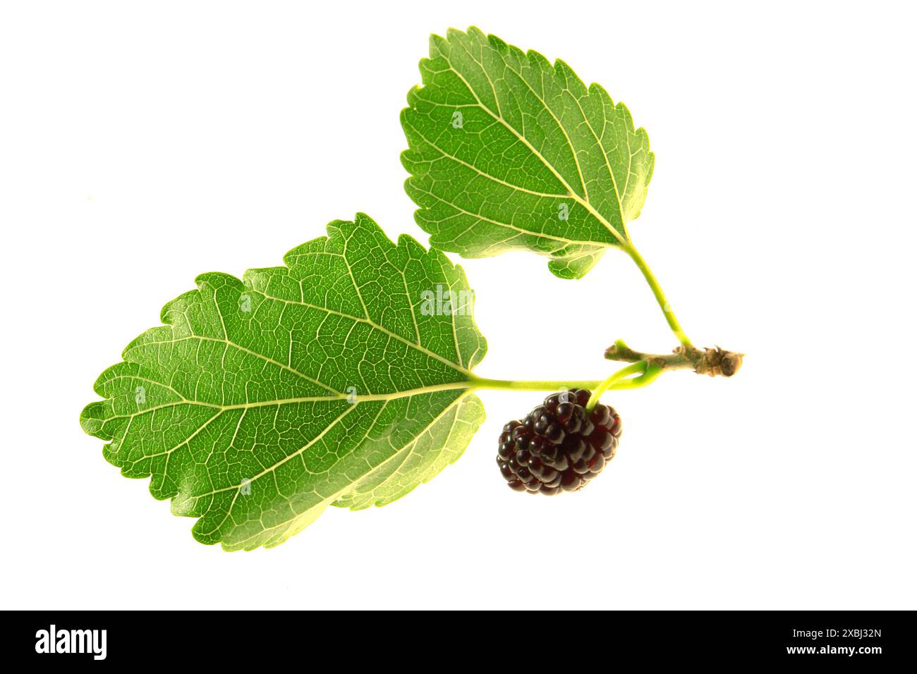 Mulberry tree white fruit Cut Out Stock Images & Pictures - Alamy