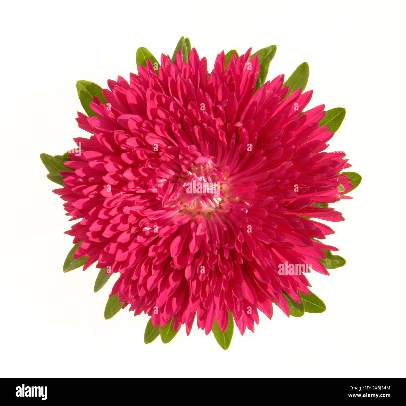 Pink flower motif Cut Out Stock Images & Pictures - Alamy