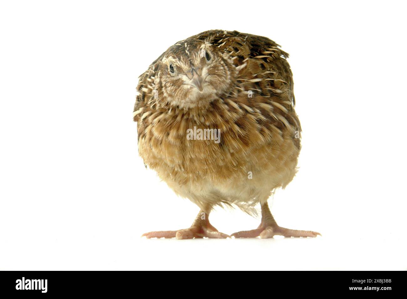 partridge în a white background Stock Photo - Alamy