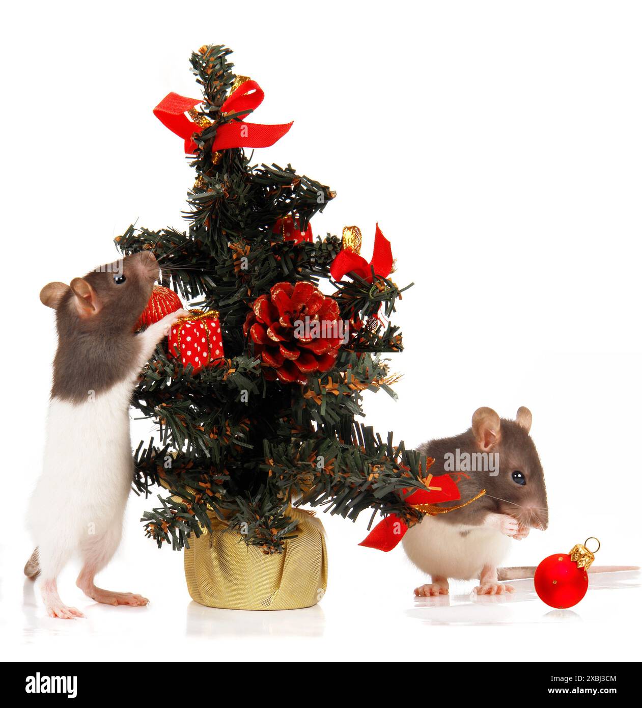 Rat ornament Cut Out Stock Images & Pictures - Alamy