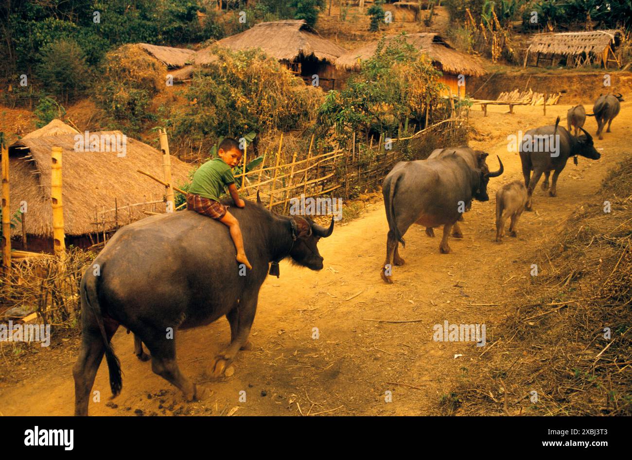 Mien hill tribe village northern Thailand. Child riding water buffalo ...