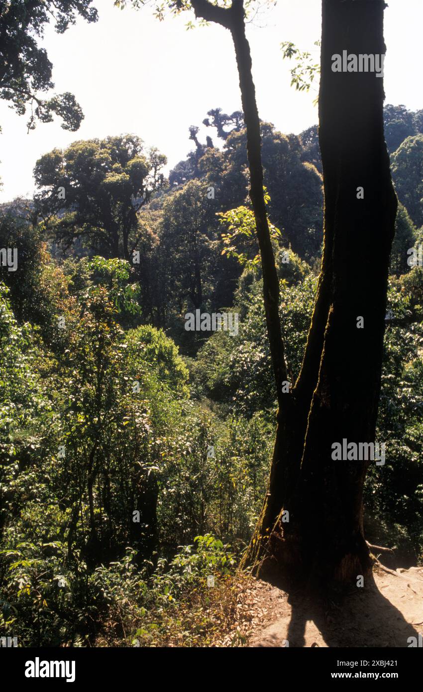 Primeval forest or first-growth forest – is a forest that has attained ...