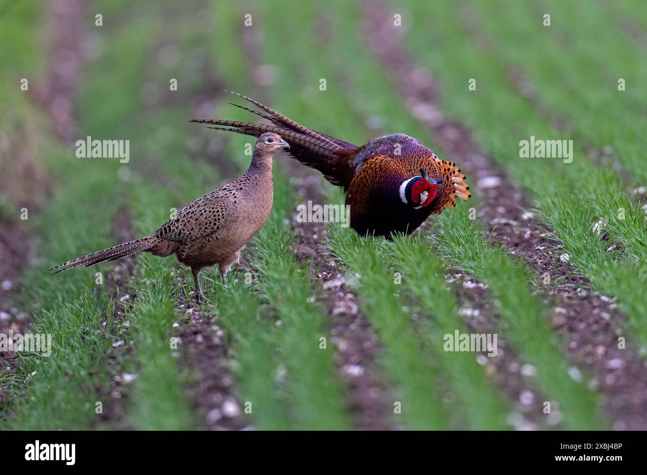 Male and female common pheasants / Ring-necked pheasants (Phasianus ...