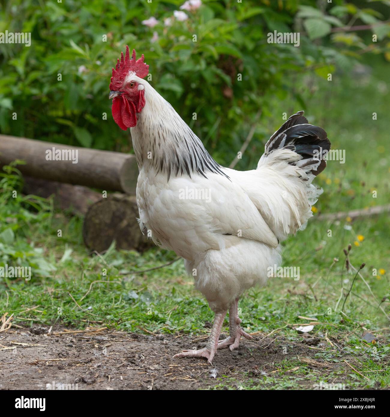White cockerel hi-res stock photography and images - Alamy