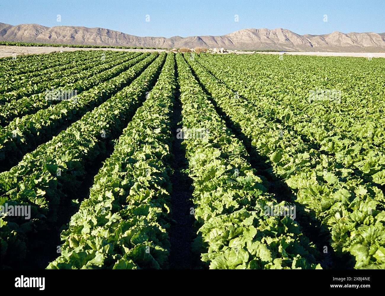 Cultivos de lechuga hi-res stock photography and images - Alamy