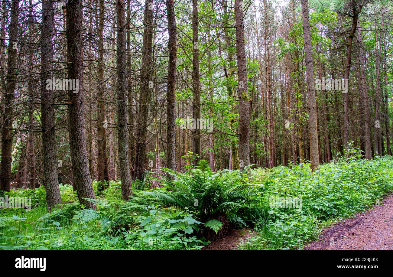 In Templeton Woods, there are winding nature trails, trees with vibrant ...