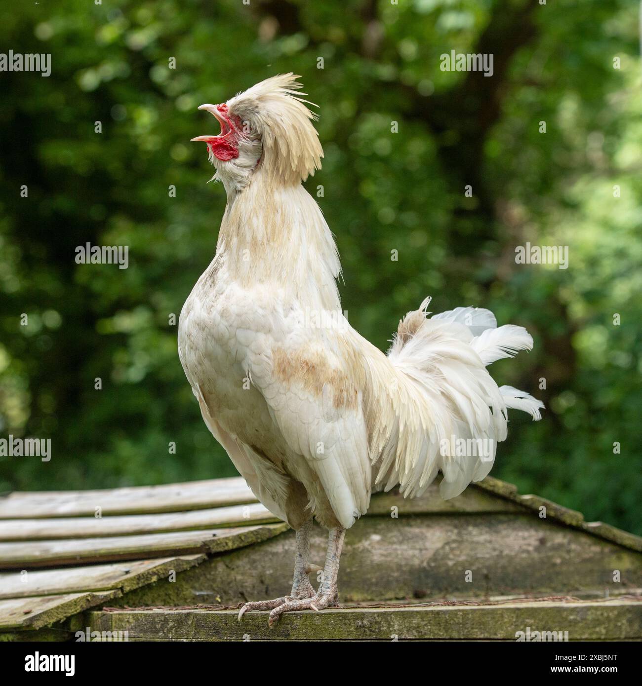 Noisey neighbour hi-res stock photography and images - Alamy