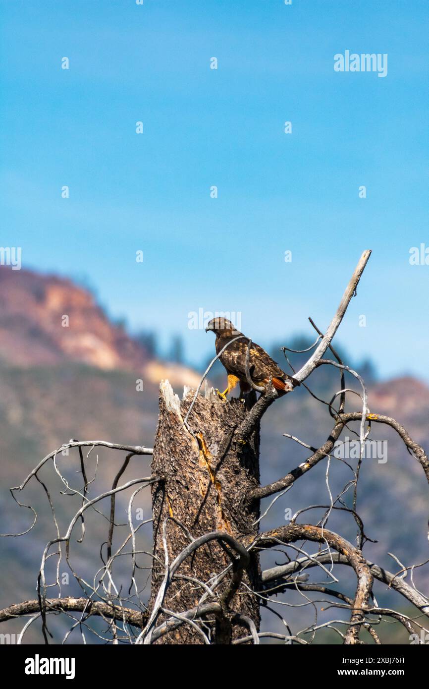 Red tailed hawk sits hi-res stock photography and images - Alamy