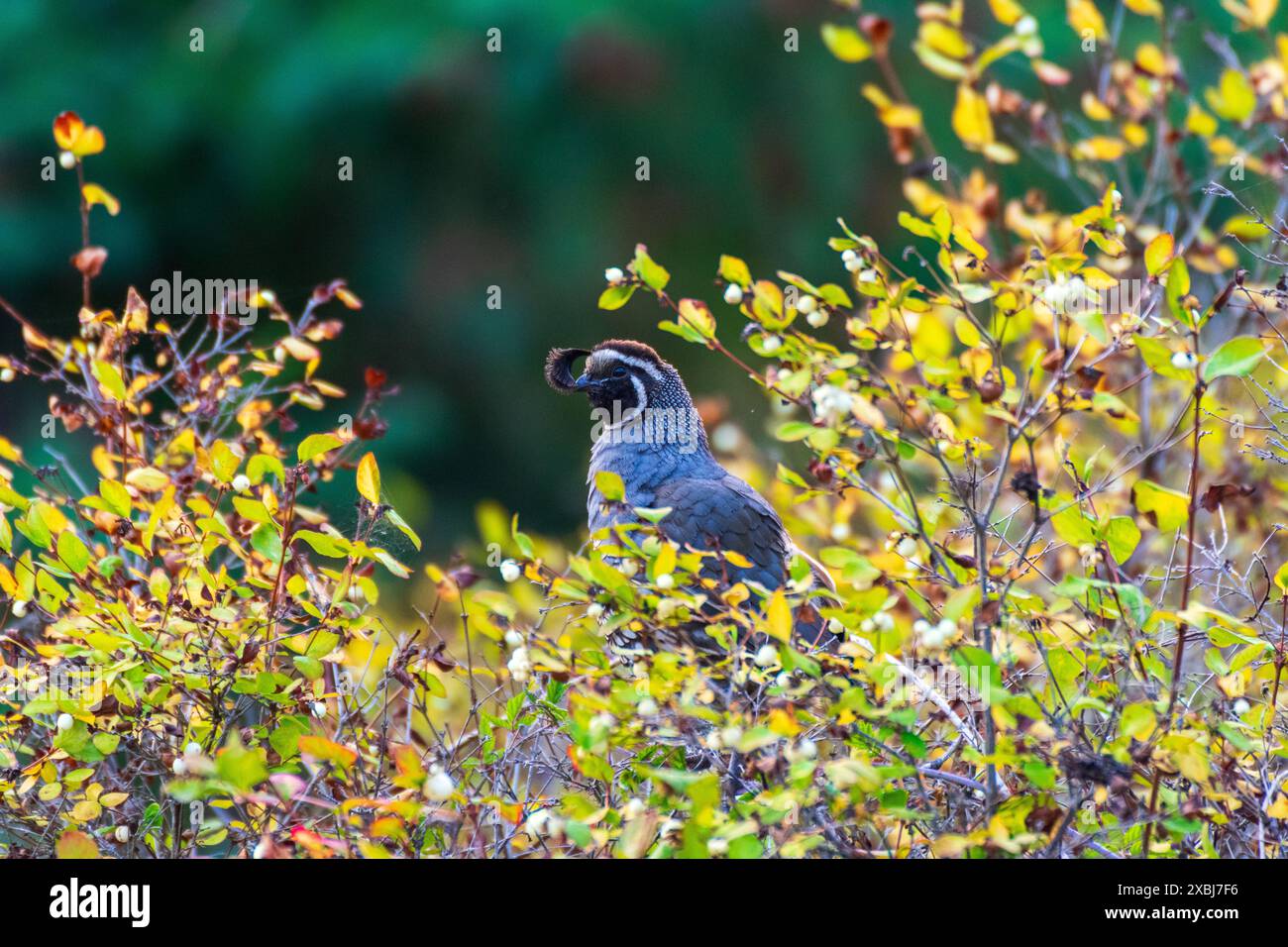 Beautiful California Quail in Backyard sunshine, Washington, USA Stock ...