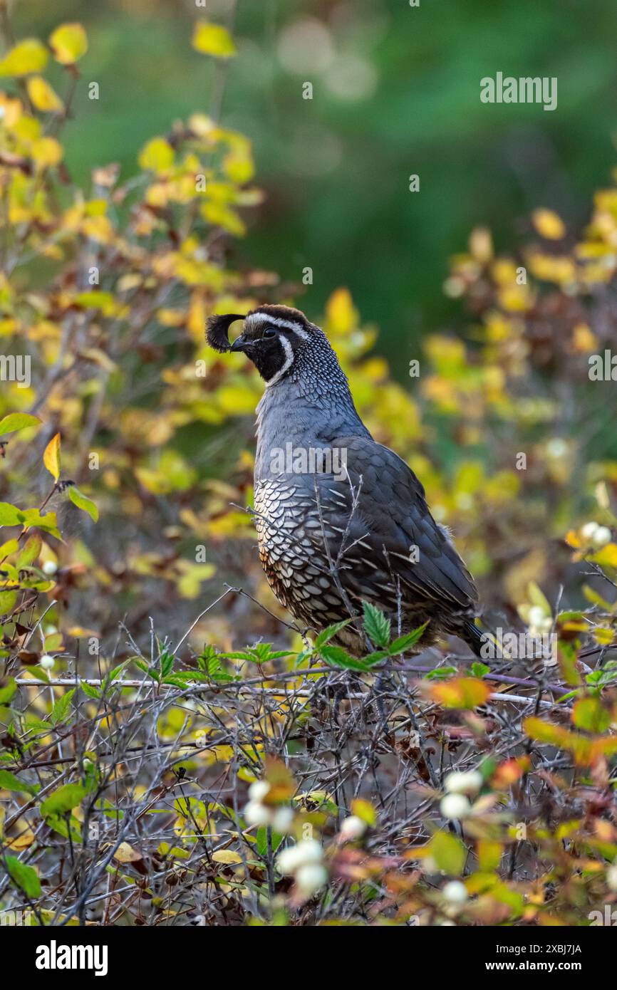 Beautiful California Quail in Backyard sunshine, Washington, USA Stock ...