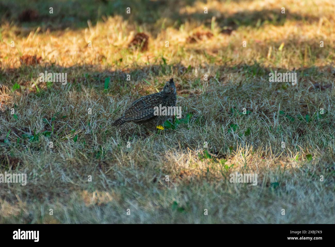 California quail topknot hi-res stock photography and images - Alamy
