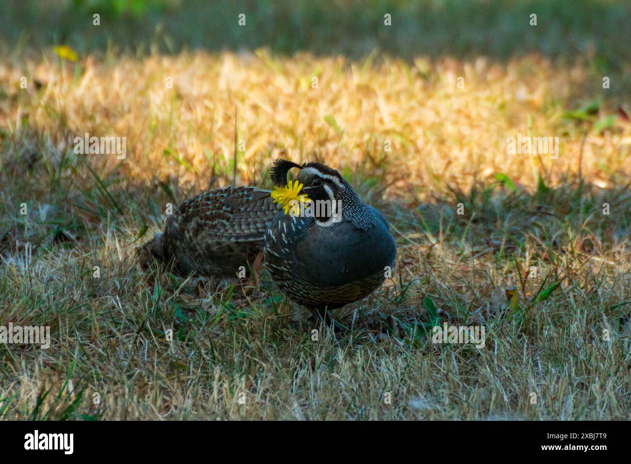 California quail topknot hi-res stock photography and images - Alamy