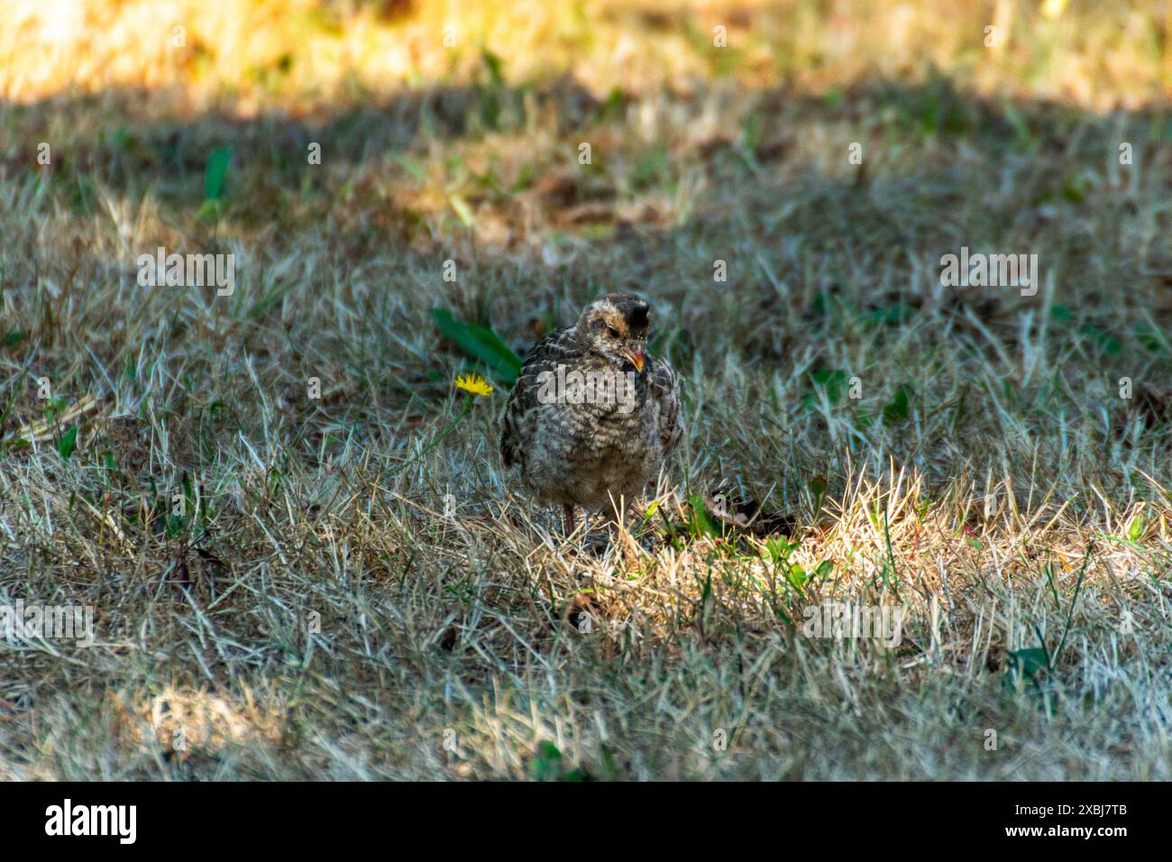 Beautiful California Quail in Backyard sunshine, Washington, USA Stock ...