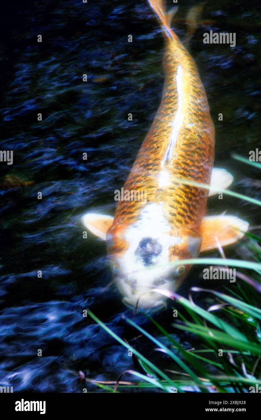 Graceful koi fish hi-res stock photography and images - Alamy