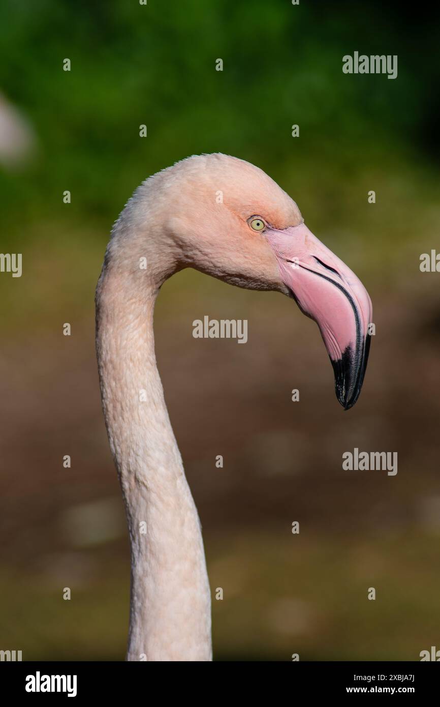 Flamingo close up hi-res stock photography and images - Alamy