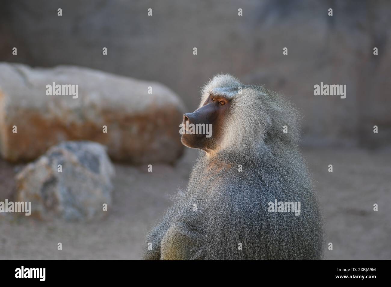 Baboon thinking hi-res stock photography and images - Alamy