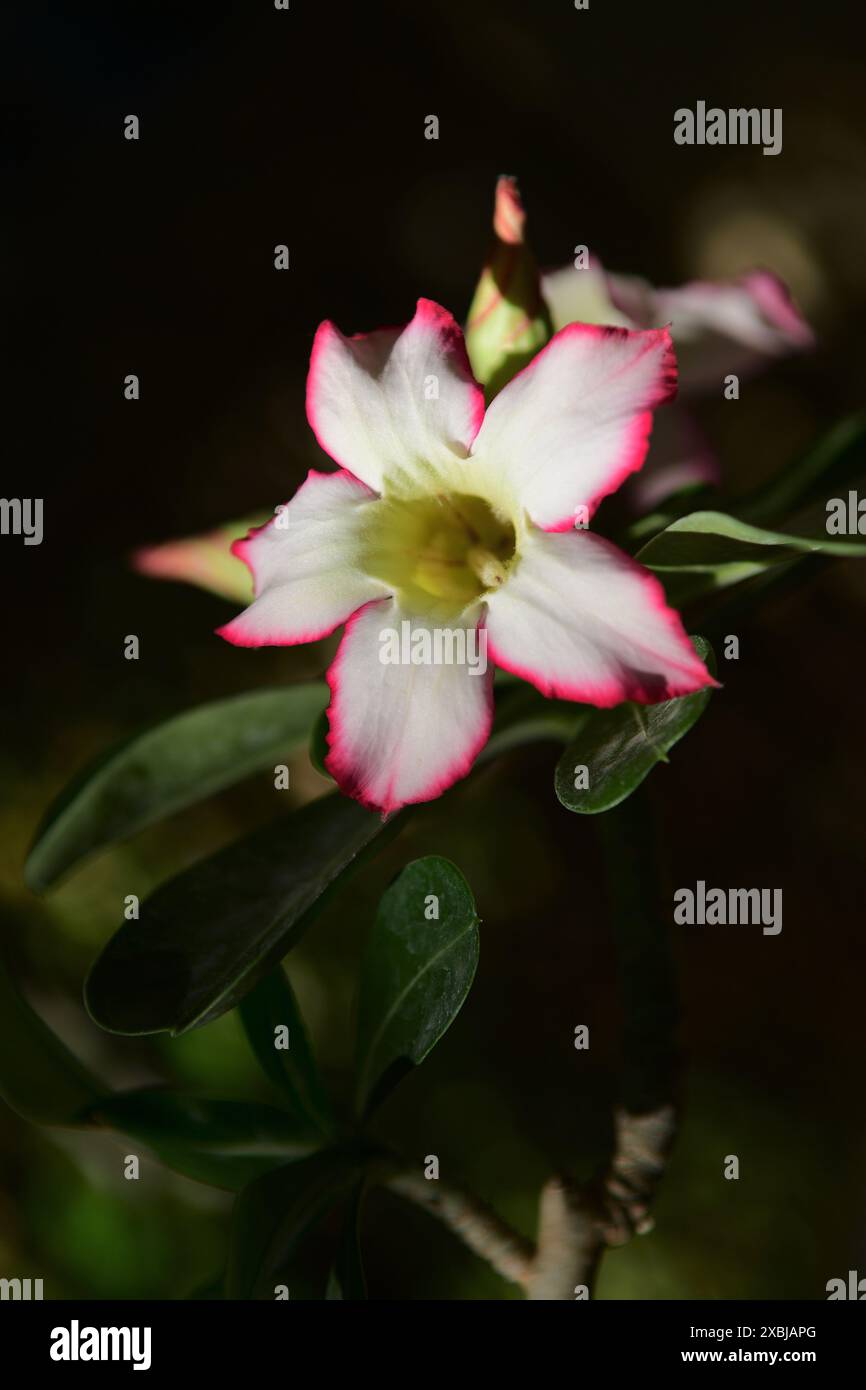 A desert rose hi-res stock photography and images - Alamy