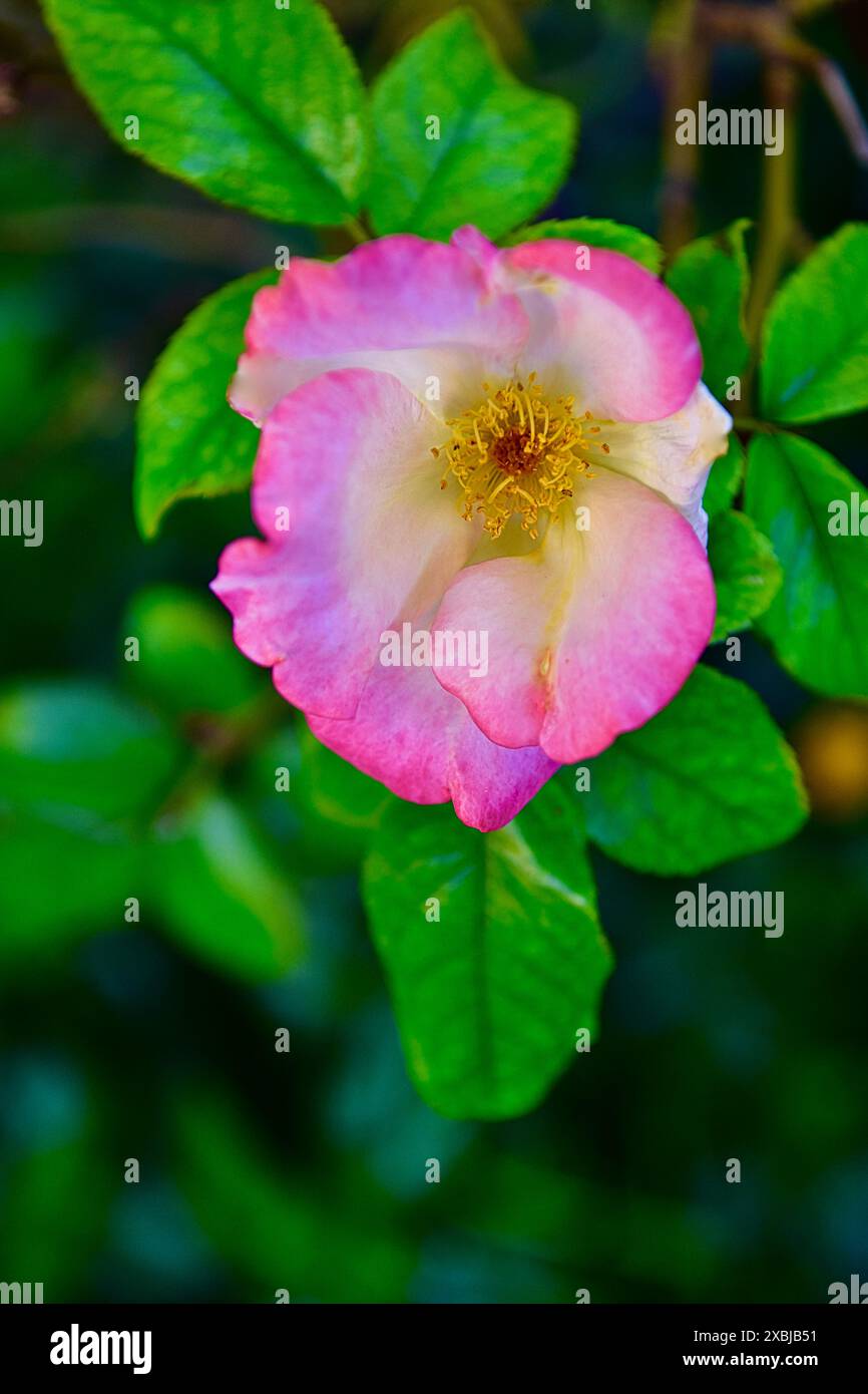 Blossom fading hi-res stock photography and images - Alamy